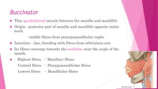 Muscles of facial expresssion | PPTX
