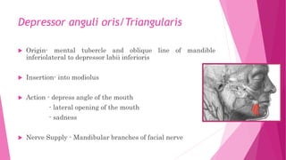 Muscles of facial expresssion | PPTX