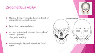 Muscles of facial expresssion | PPTX