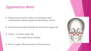 Muscles of facial expresssion | PPTX