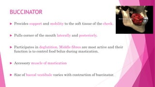 Muscles of facial expresssion | PPTX