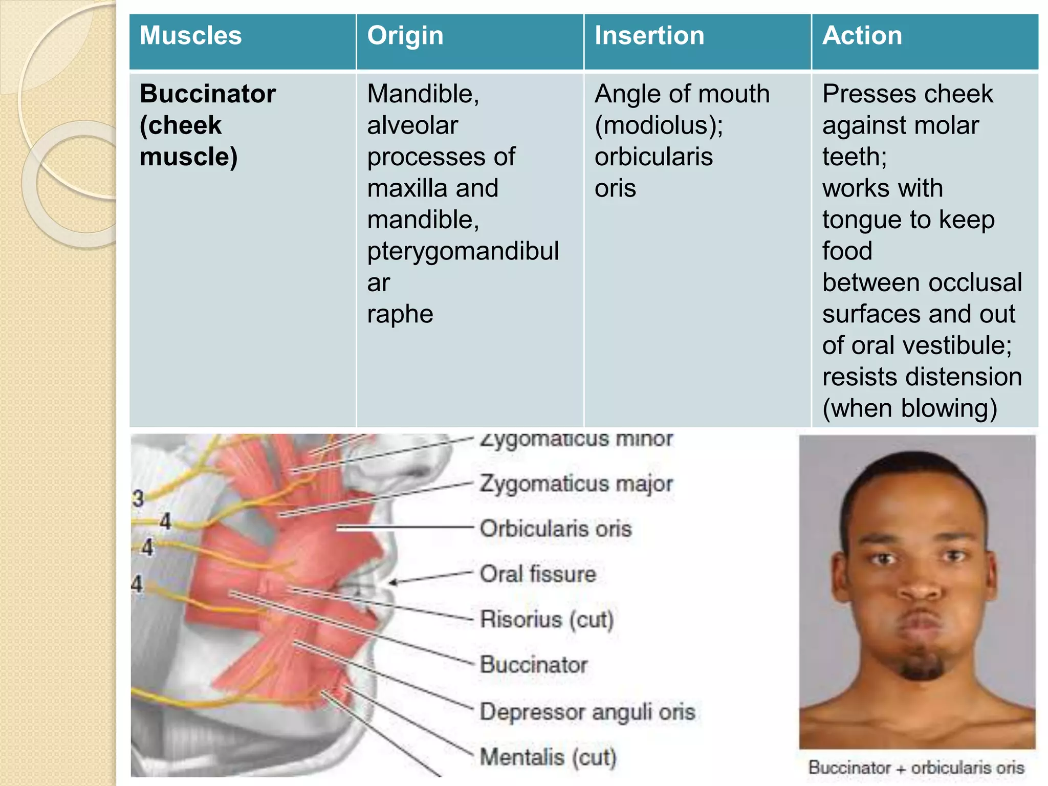 Muscles of facial expressions | PPTX