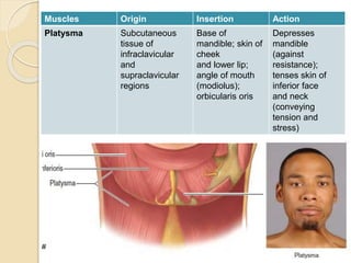 Muscles of facial expressions | PPTX