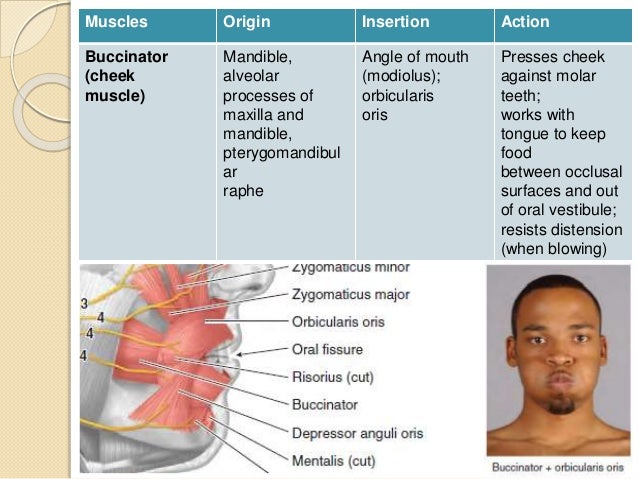 Muscles of facial expressions