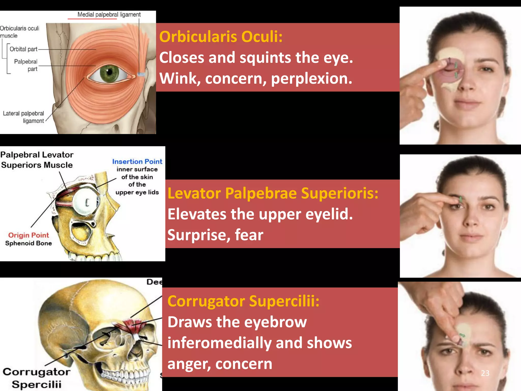 Muscles of fasical expression | PPT