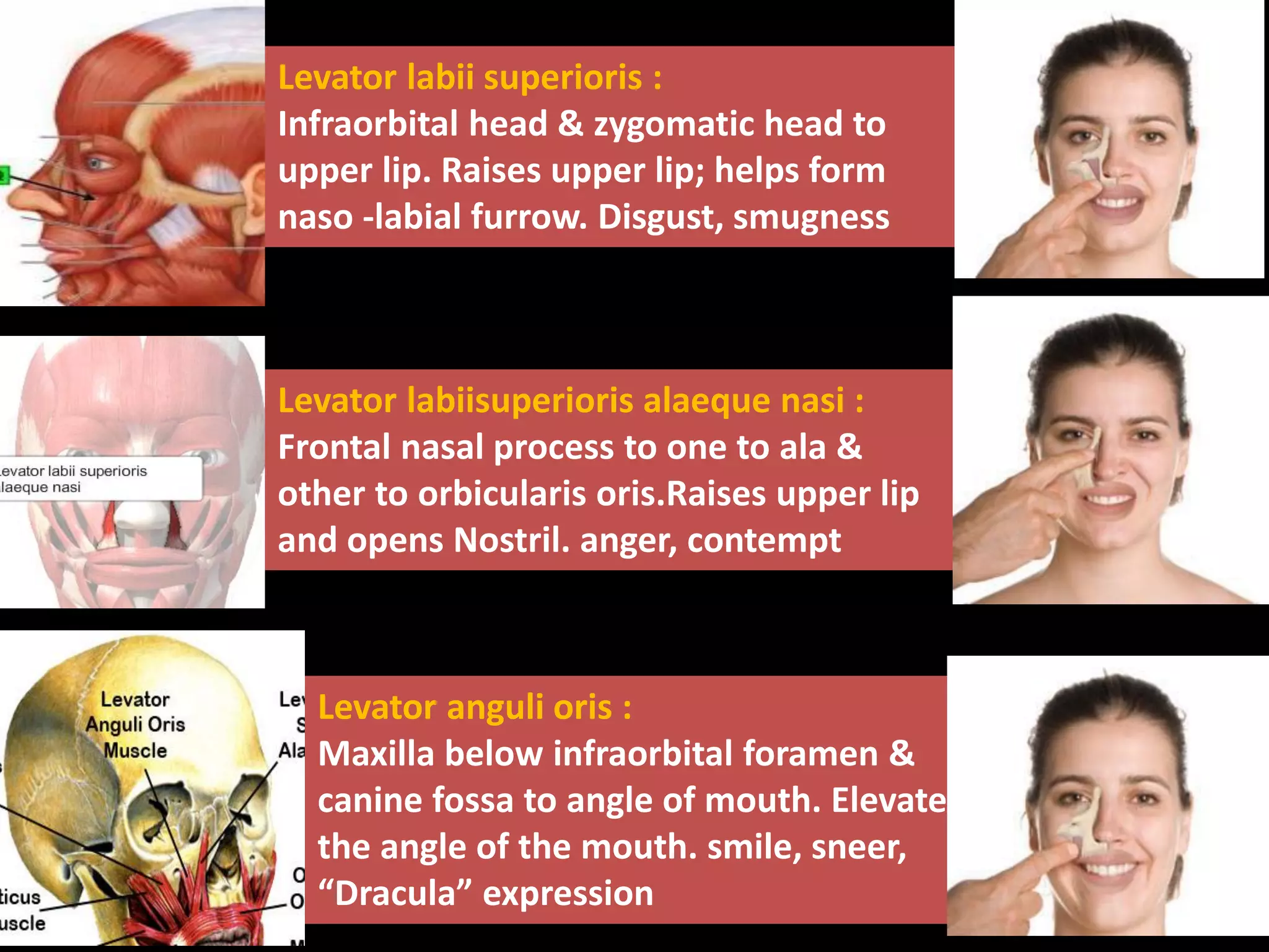 Muscles of fasical expression | PDF