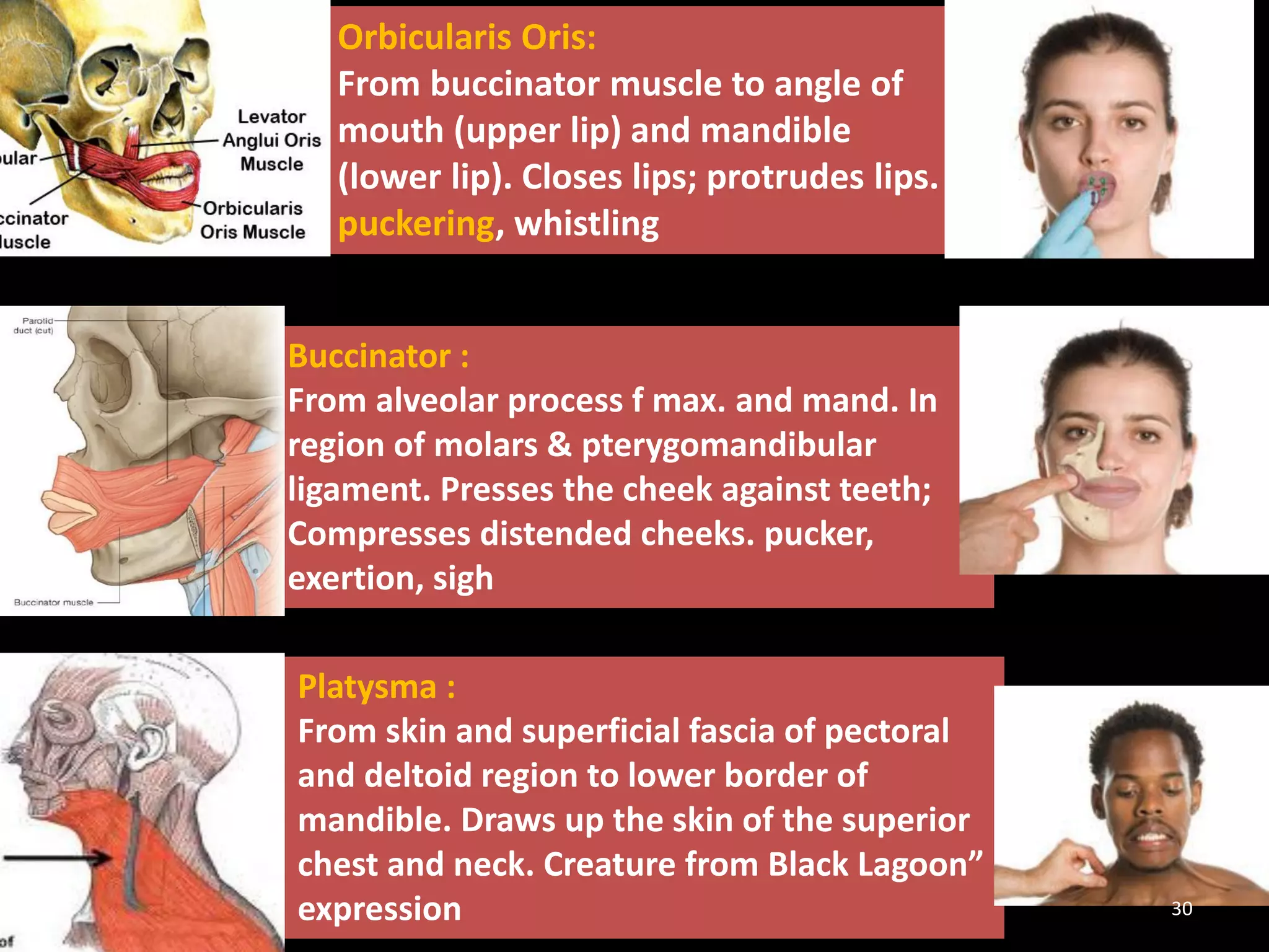 Muscles of fasical expression | PDF