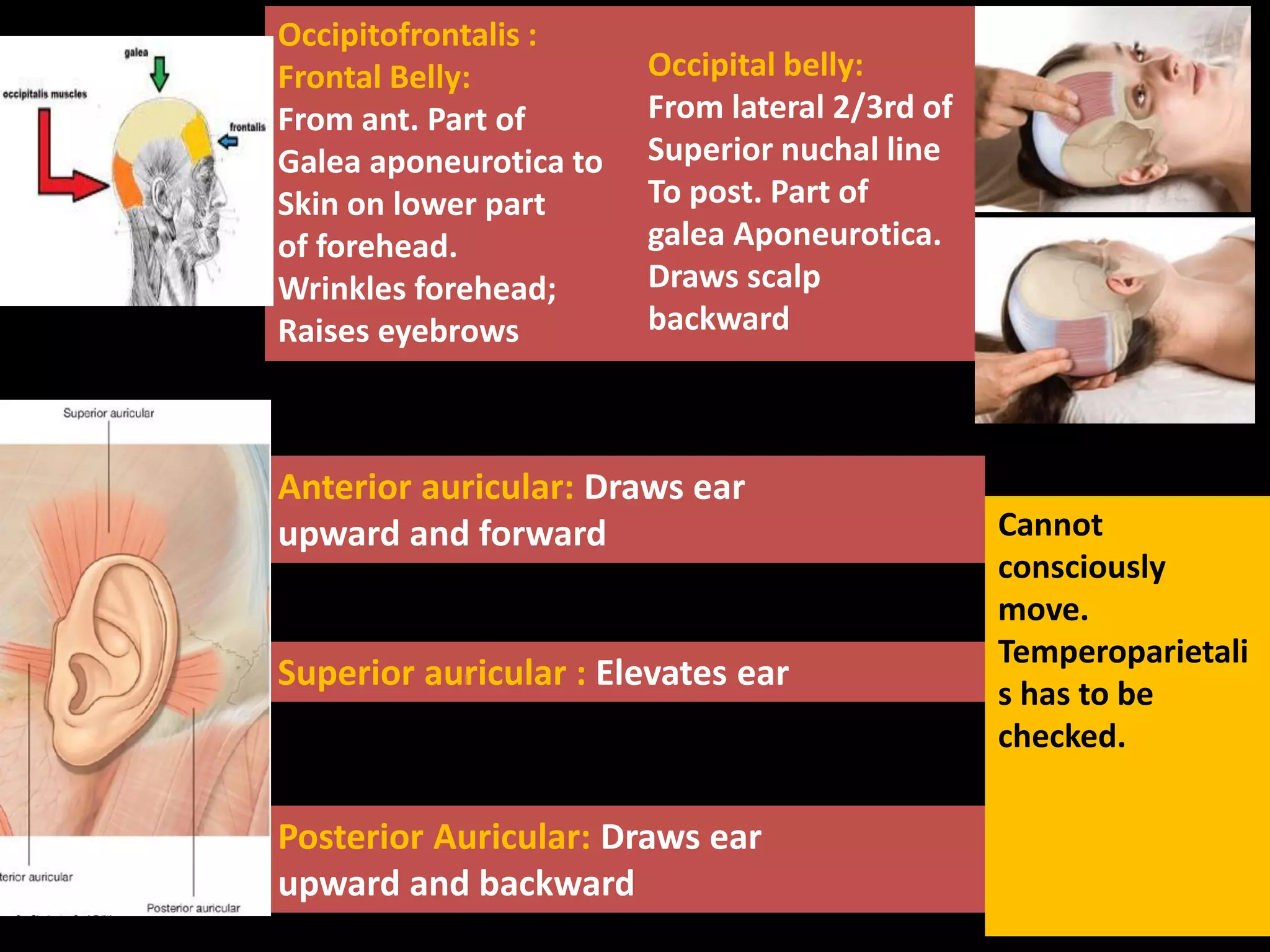 Muscles of fasical expression | PDF