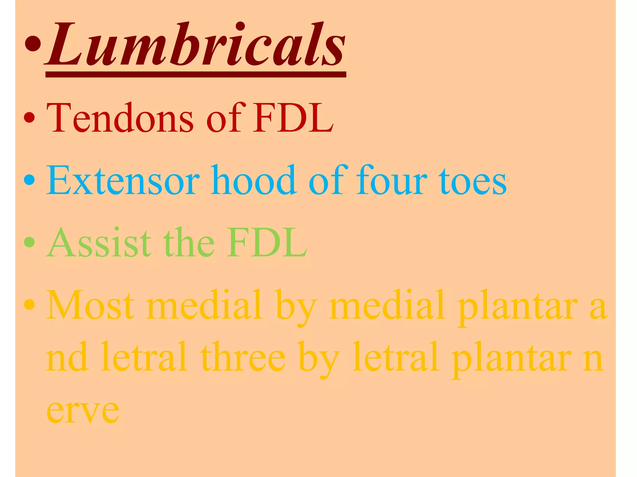 Muscles of foot.pptx