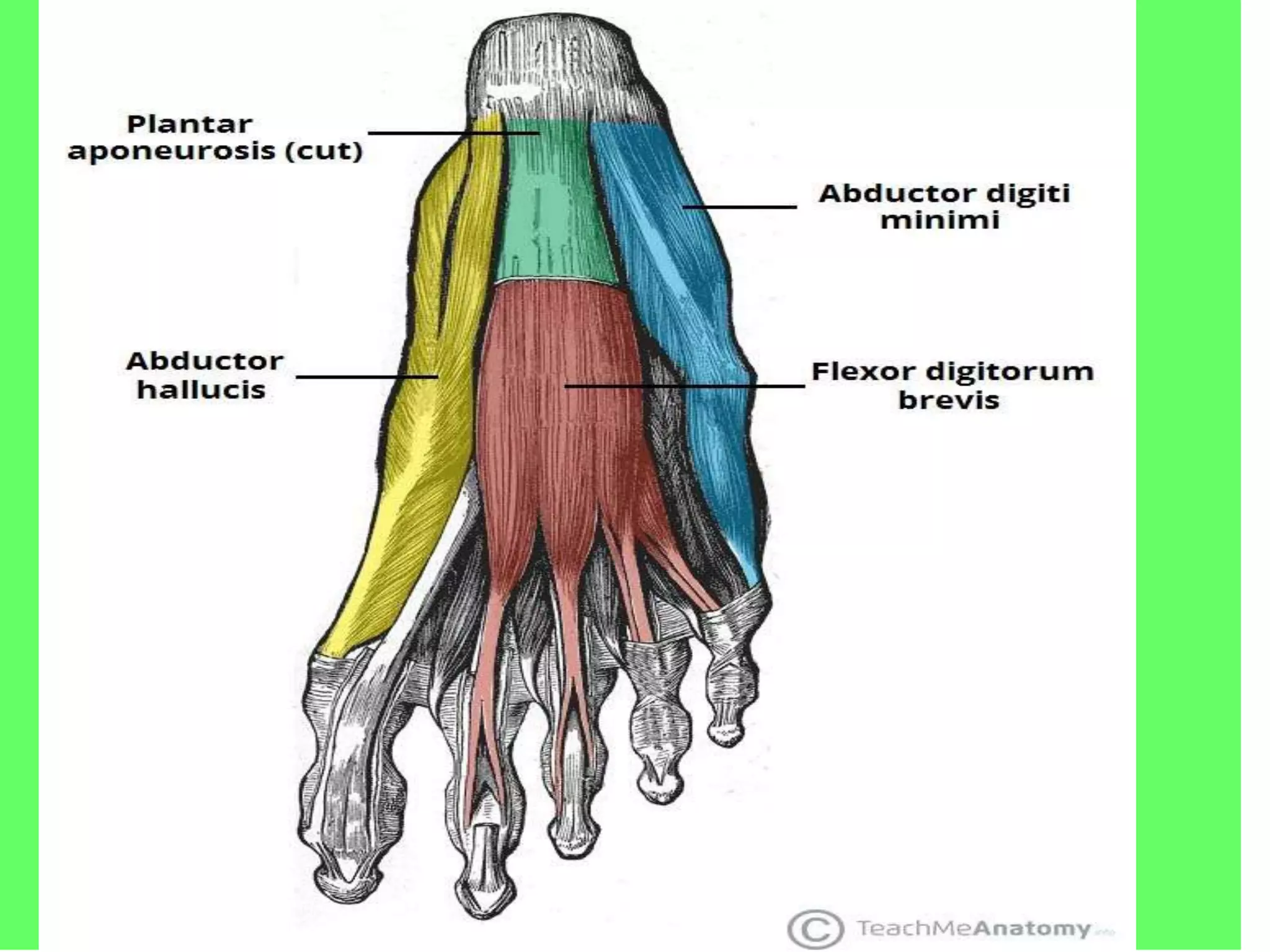 Muscles of foot.pptx