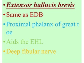 Muscles of foot.pptx