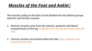 Extrinsic and Intrinsic Muscles of Foot.pptx