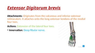 Extrinsic and Intrinsic Muscles of Foot.pptx