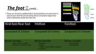 Extrinsic and Intrinsic Muscles of Foot.pptx