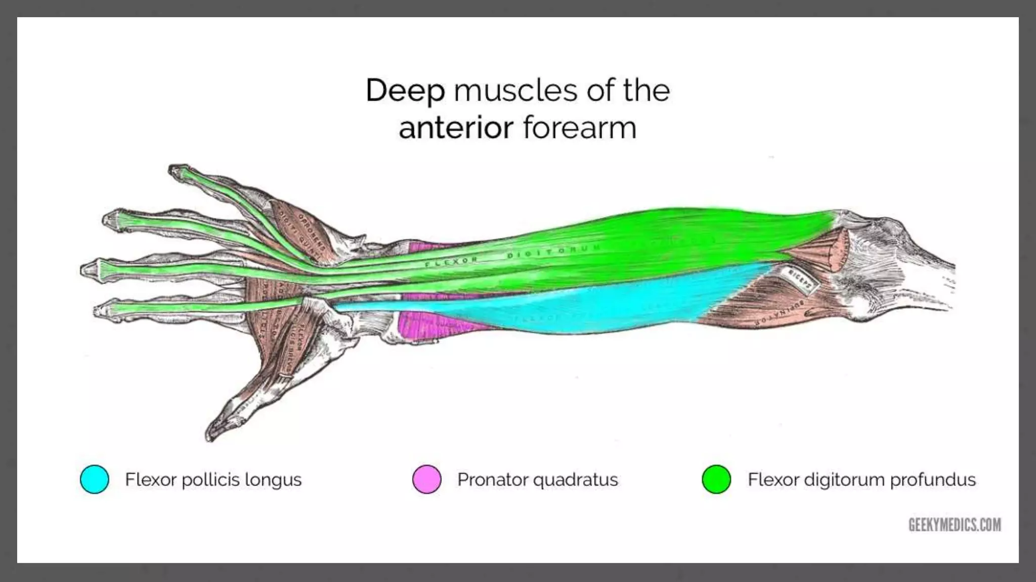Muscles of Forearm | PPTX