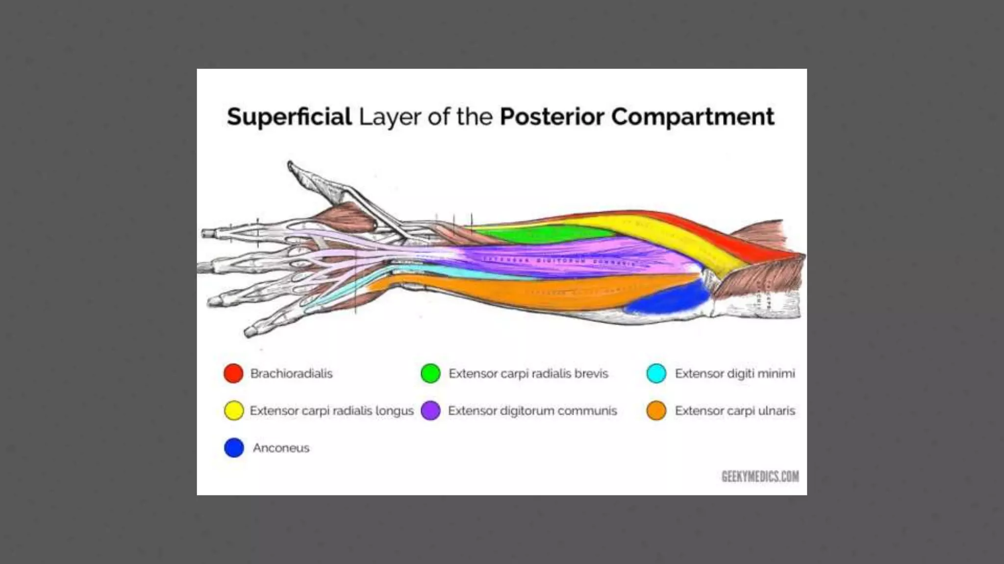 Muscles of Forearm | PPTX
