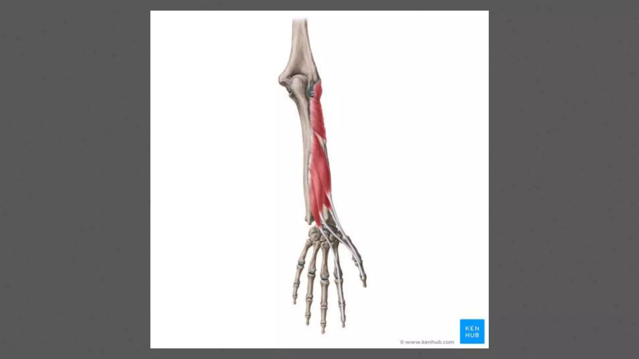 Muscles of Forearm | PPTX