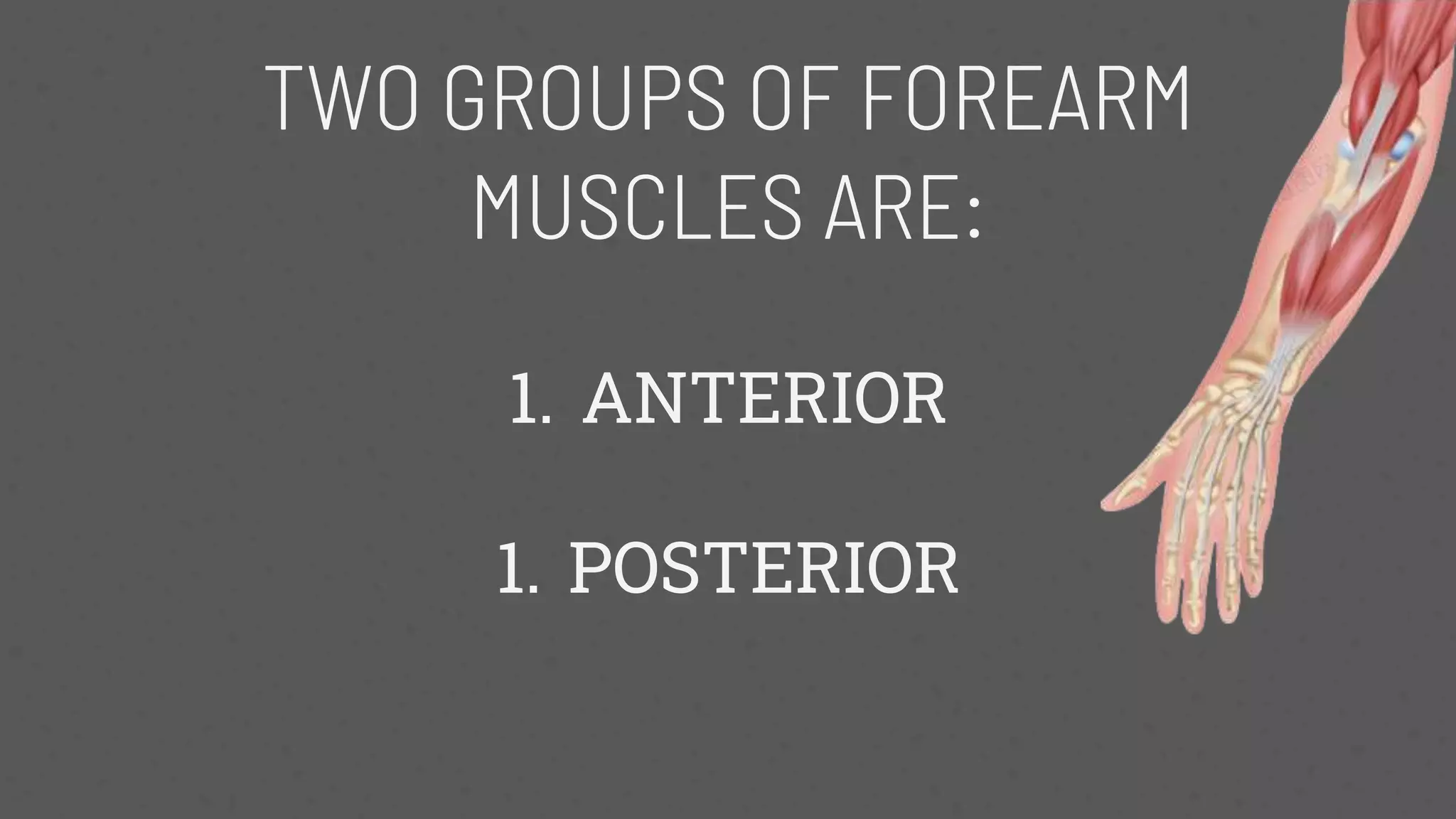 Muscles of Forearm | PPTX