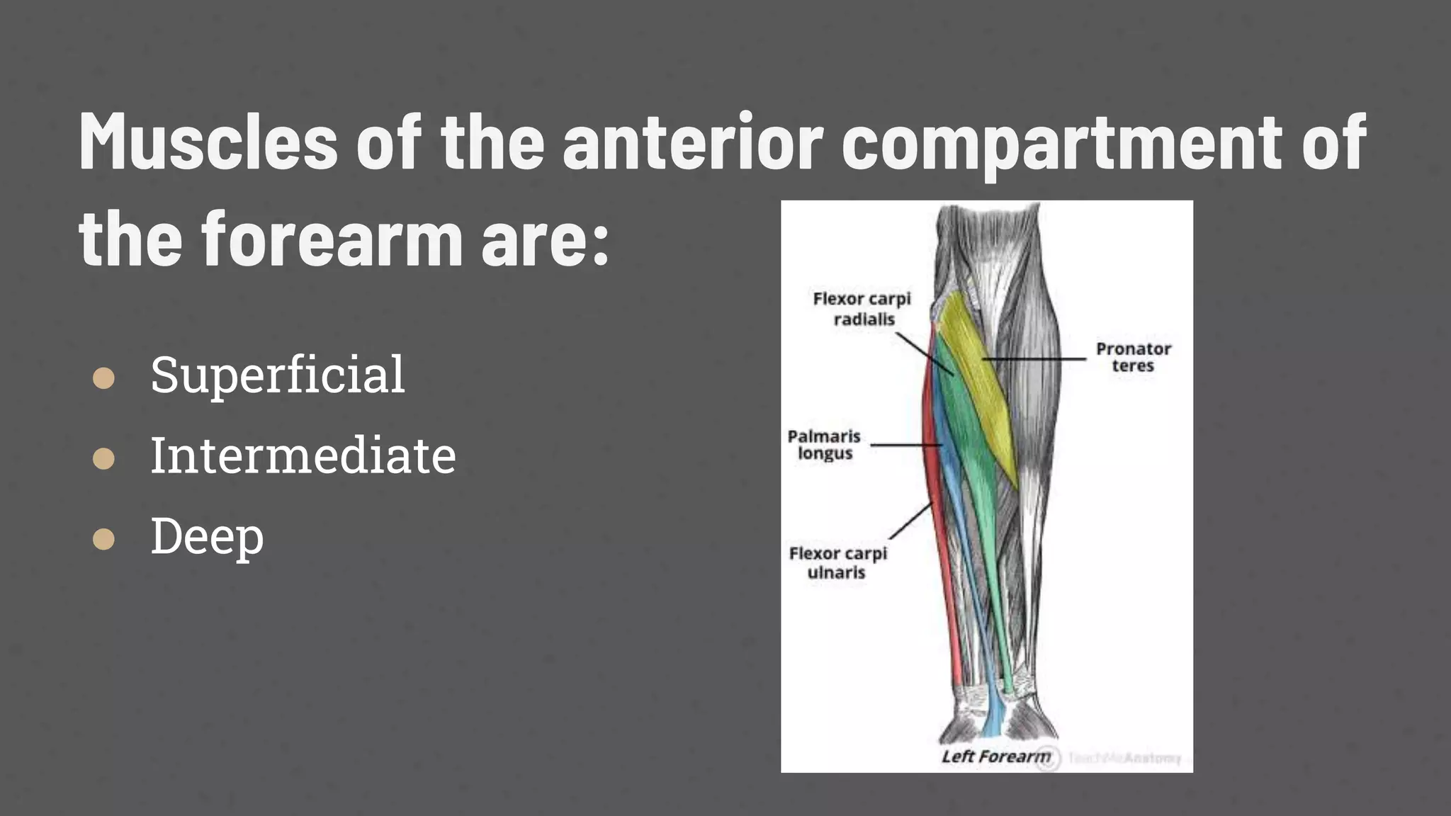 Muscles of Forearm | PPTX