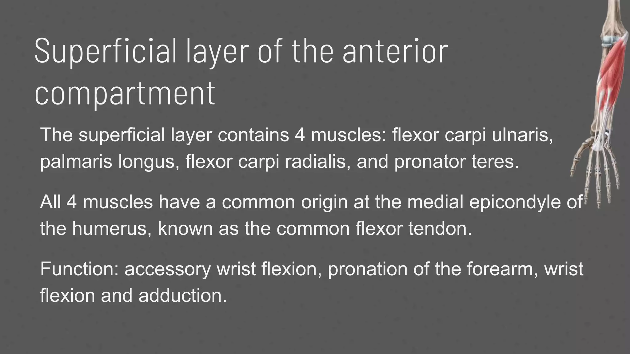 Muscles of Forearm | PPTX