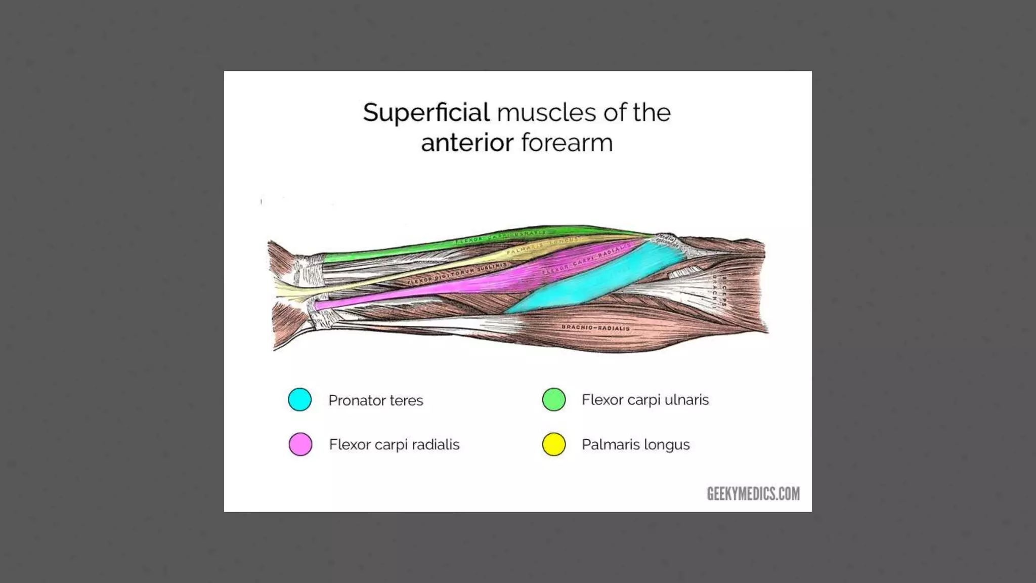 Muscles of Forearm | PPTX