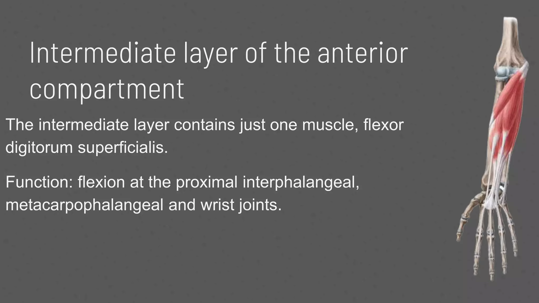 Muscles of Forearm | PPTX
