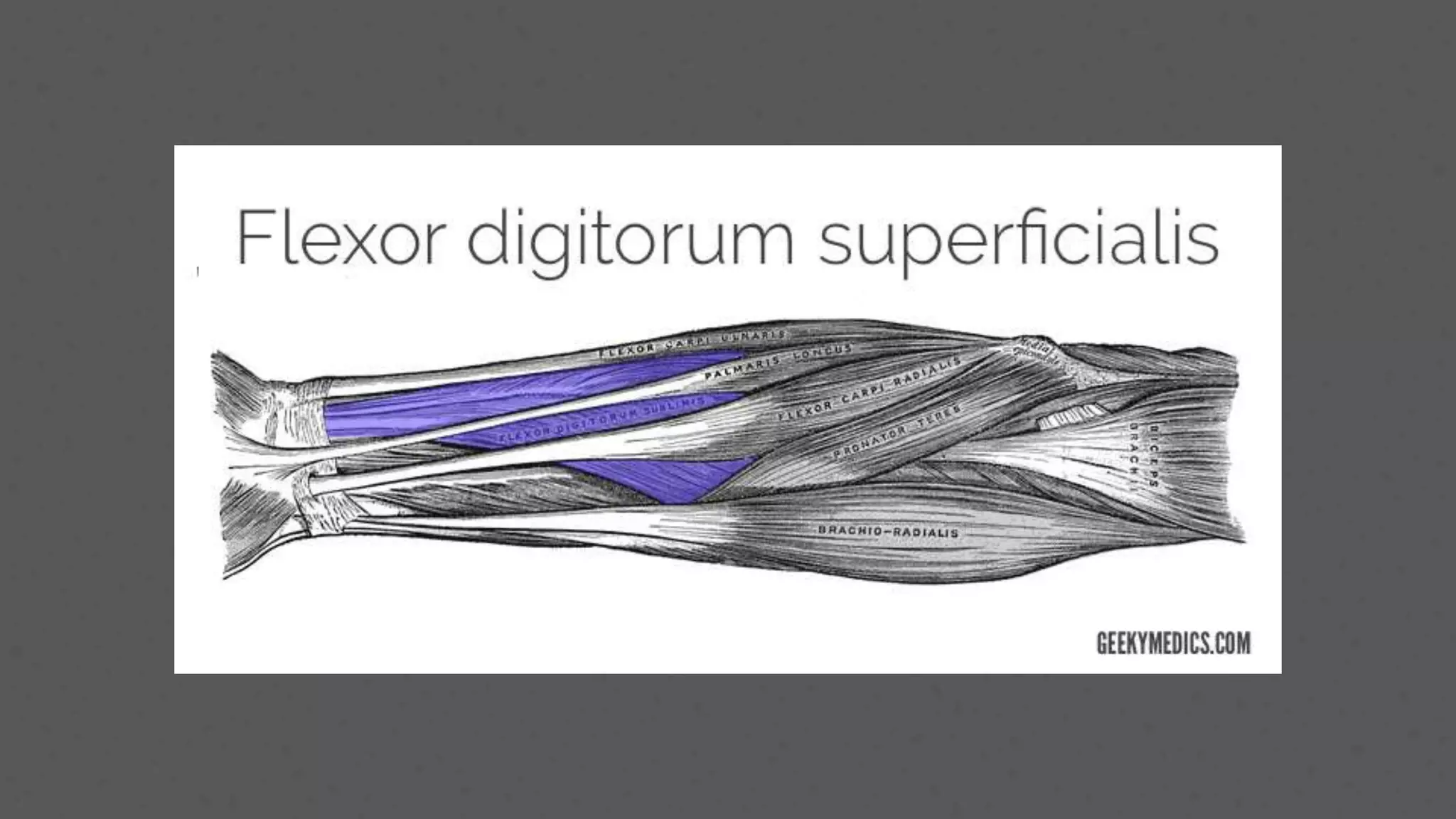 Muscles of Forearm | PPTX
