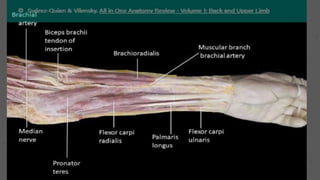 Muscles of Forearm | PPTX