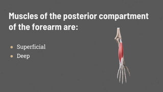 Muscles of Forearm | PPTX