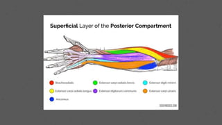 Muscles of Forearm | PPTX