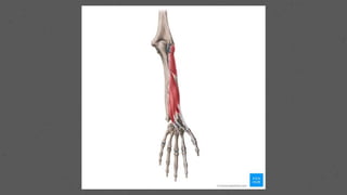 Muscles of Forearm | PPTX