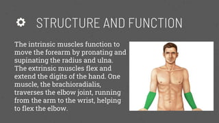 Muscles of Forearm | PPTX