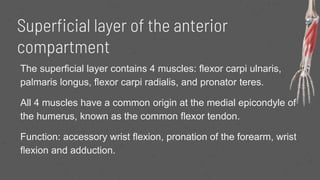 Muscles of Forearm | PPTX