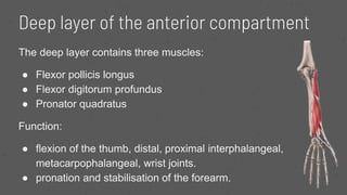 Muscles of Forearm | PPTX