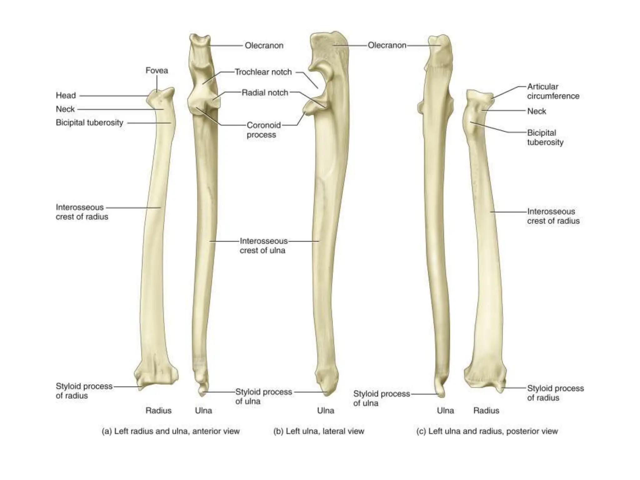 Muscles of Forearm......................ppt