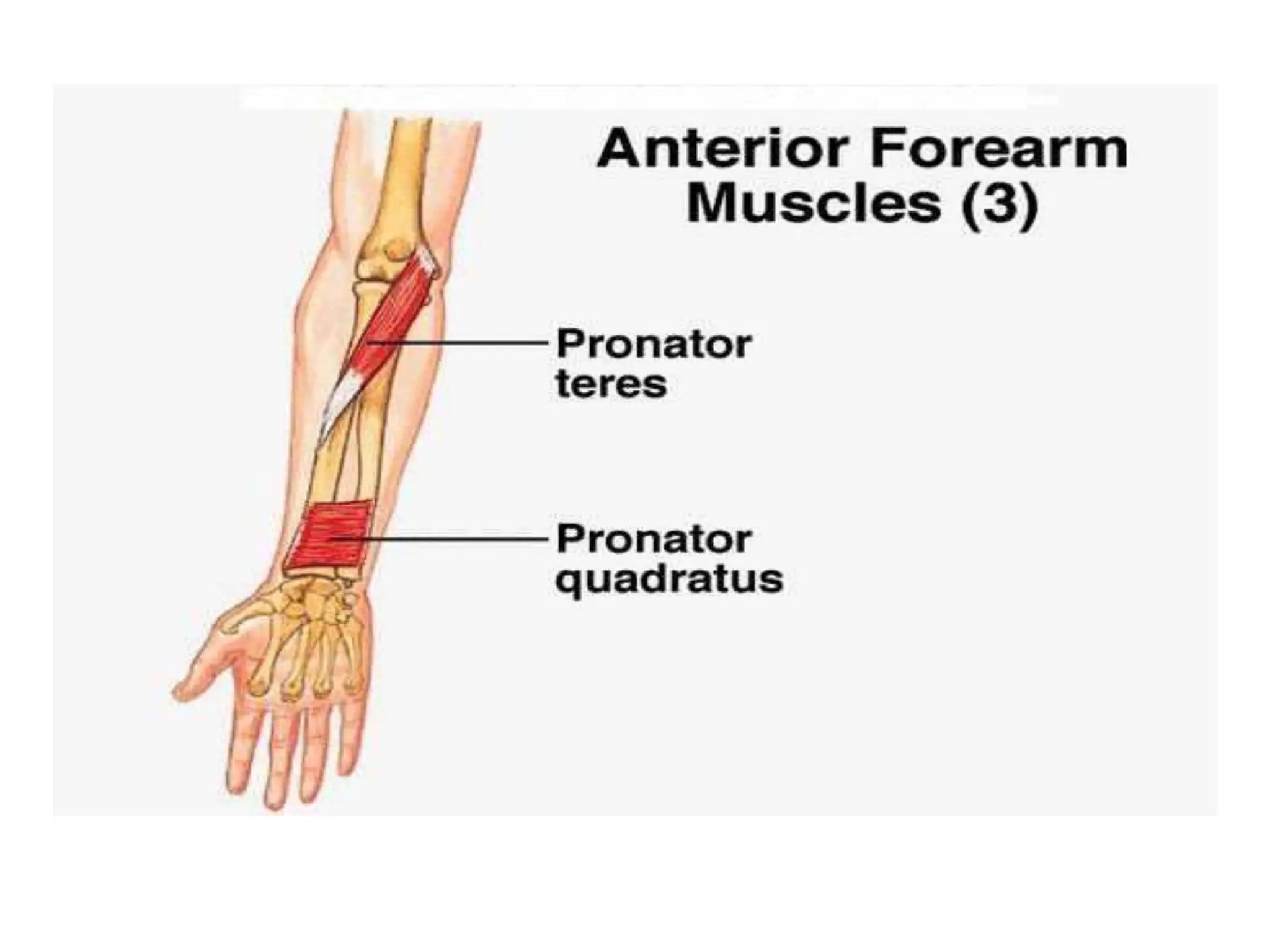 Muscles of Forearm......................ppt