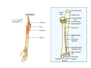Muscles of Forearm......................ppt
