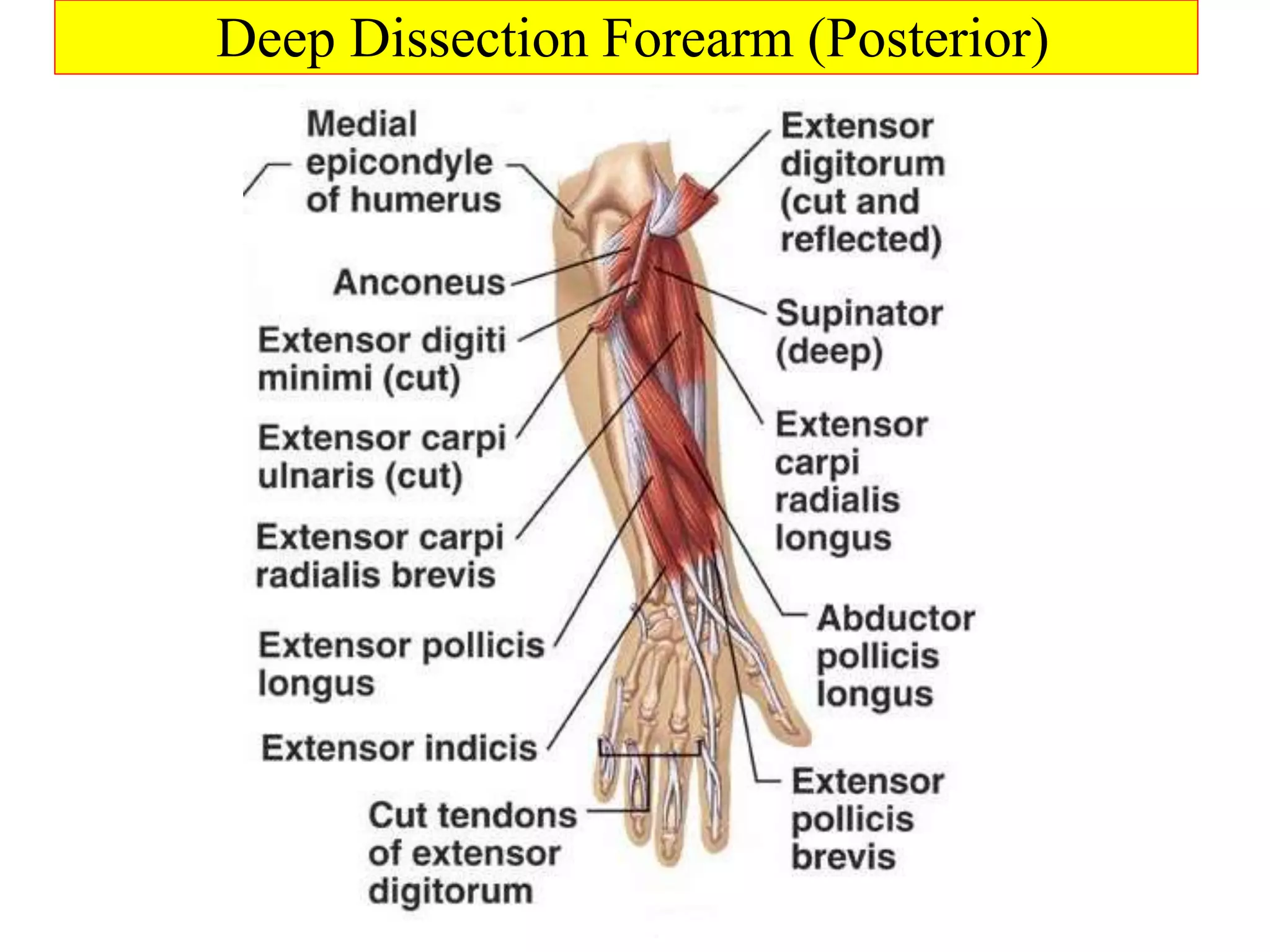 Muscles of Forearm.pptx