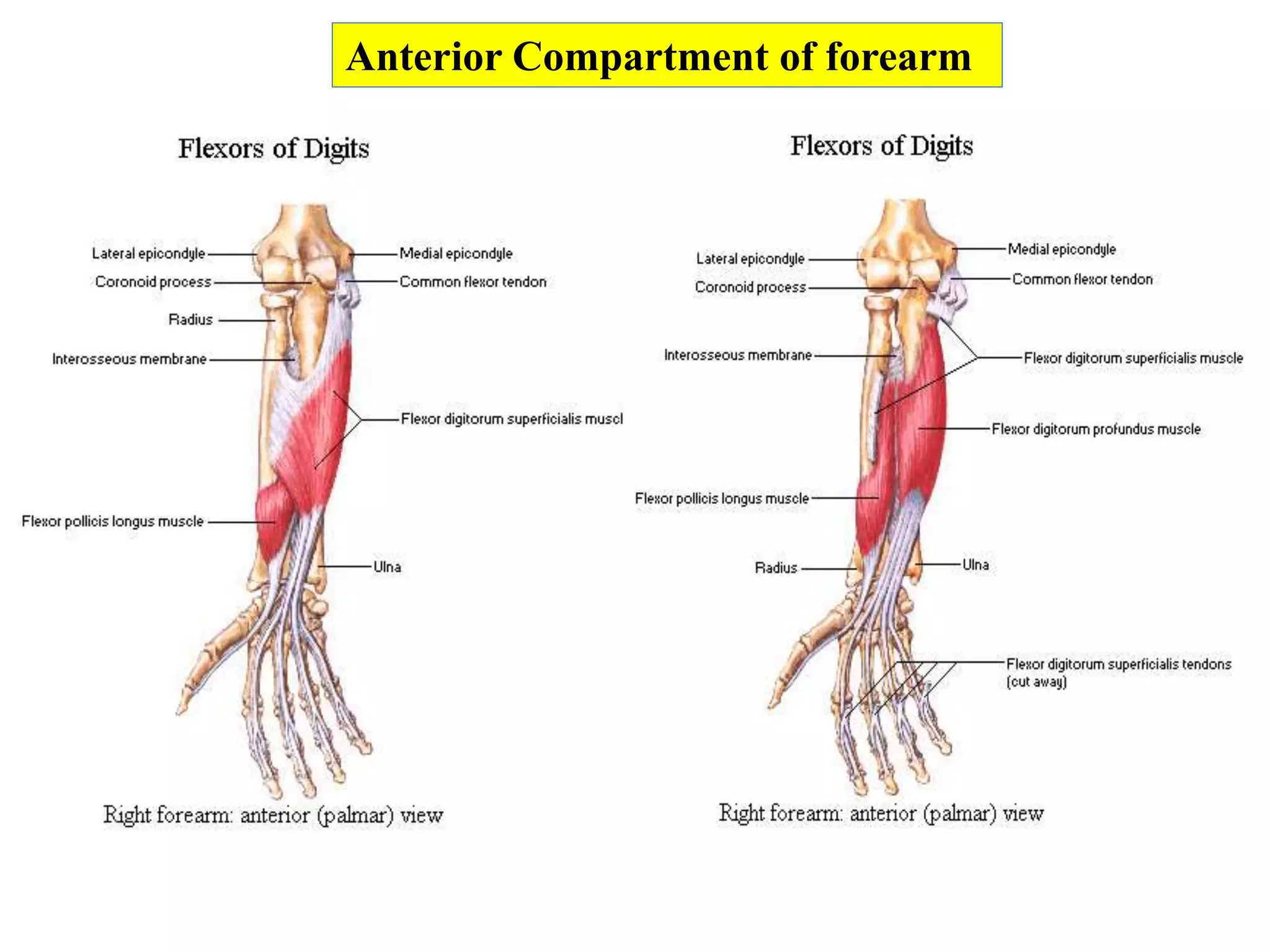Muscles of Forearm.pptx