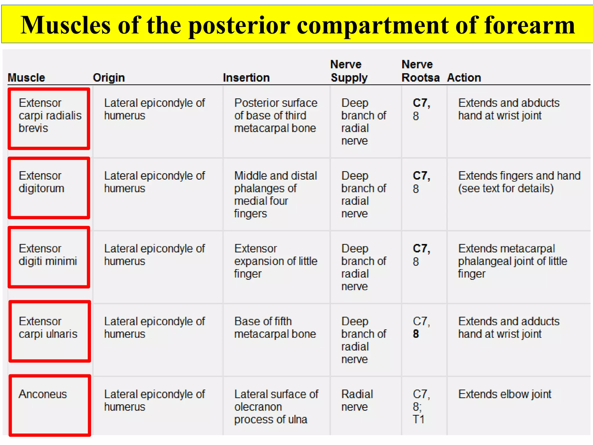 Muscles of Forearm.pptx