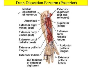 Muscles of Forearm.pptx