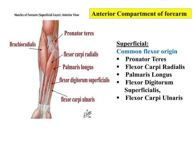 Muscles of Forearm.pptx