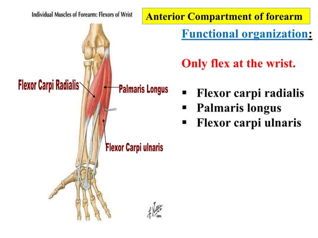 Muscles of Forearm.pptx