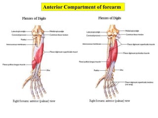 Muscles of Forearm.pptx