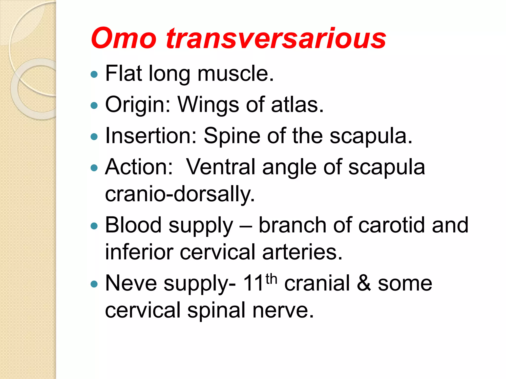 Muscles Of Fore Limb Of Cattle | PPTX