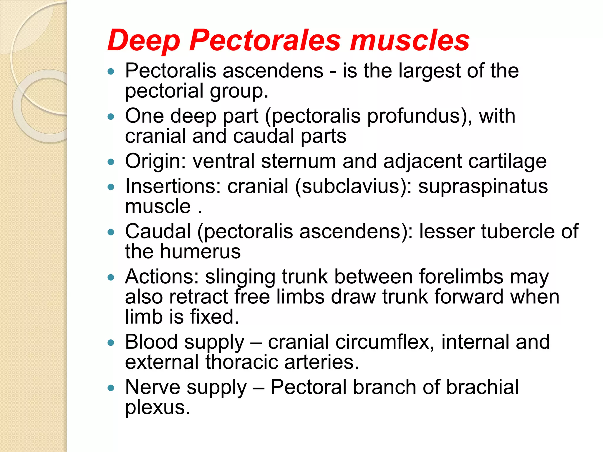 Muscles Of Fore Limb Of Cattle | PPTX