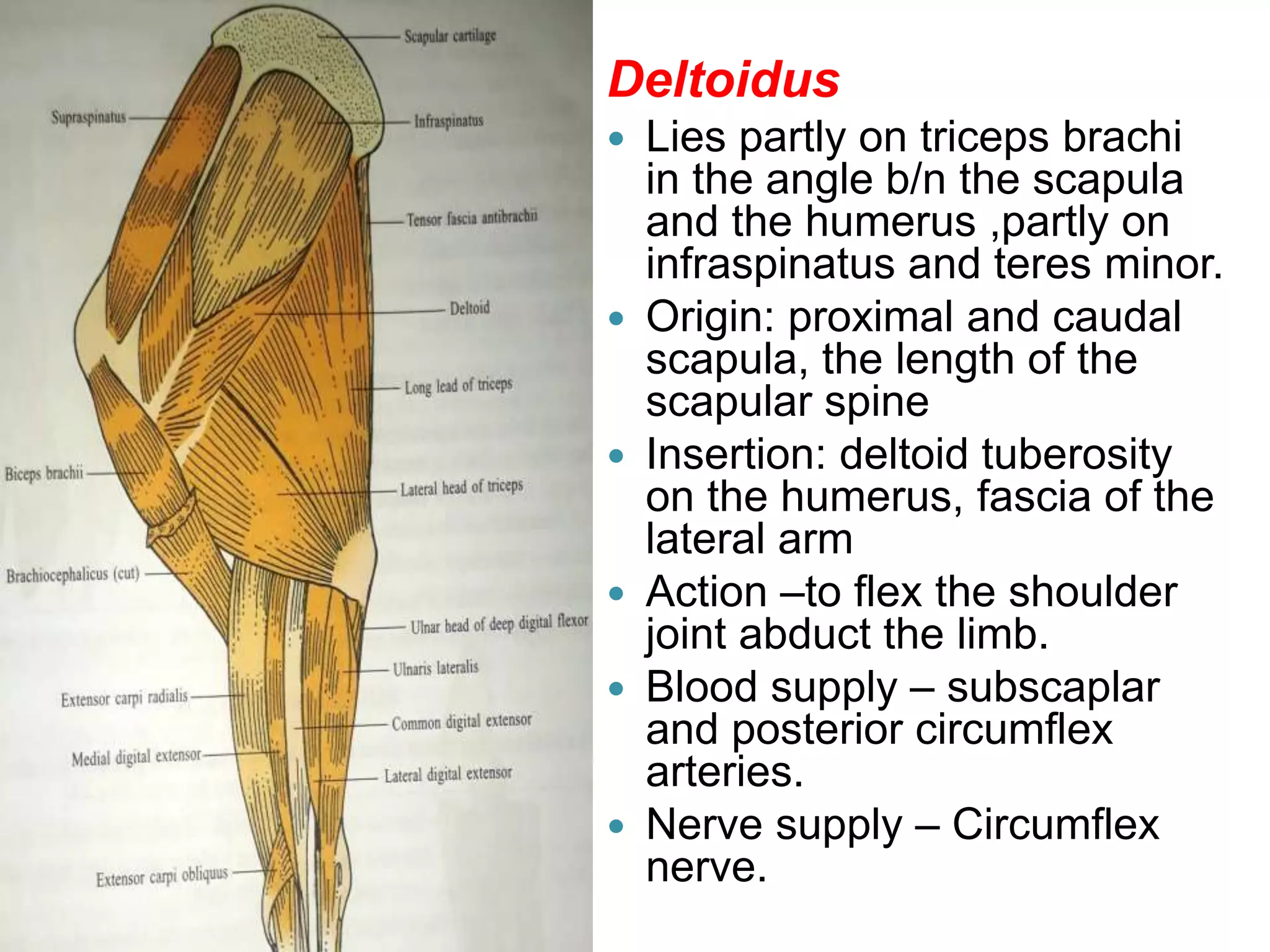 Muscles Of Fore Limb Of Cattle | PPTX