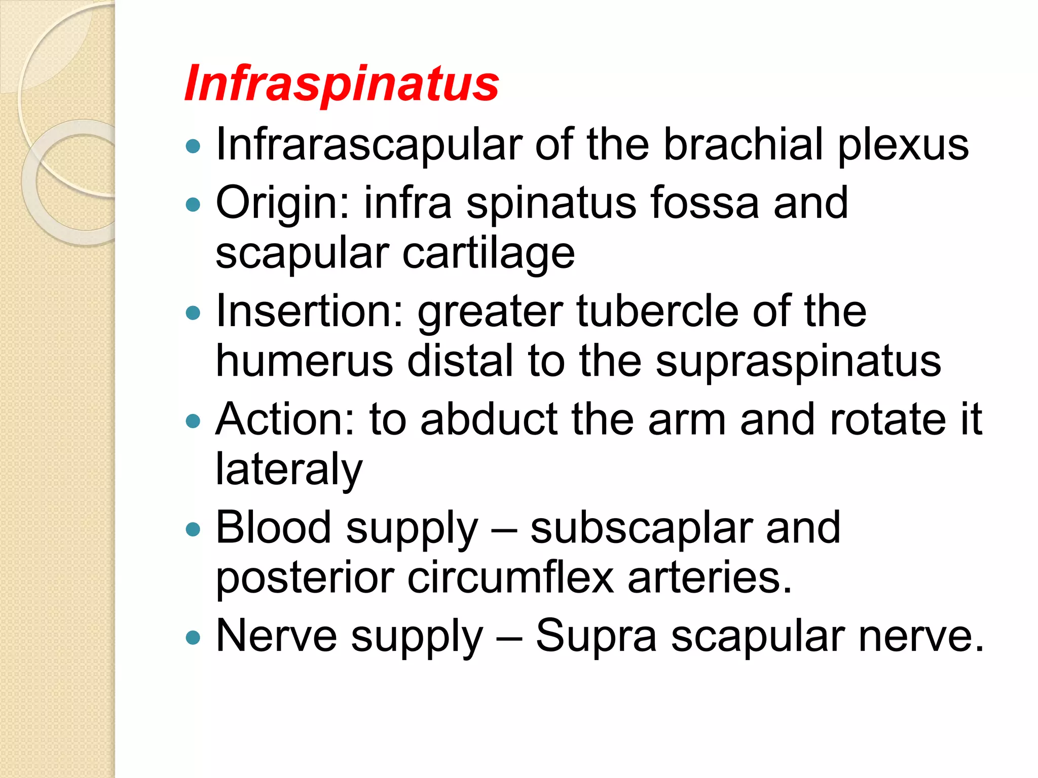 Muscles Of Fore Limb Of Cattle | PPTX