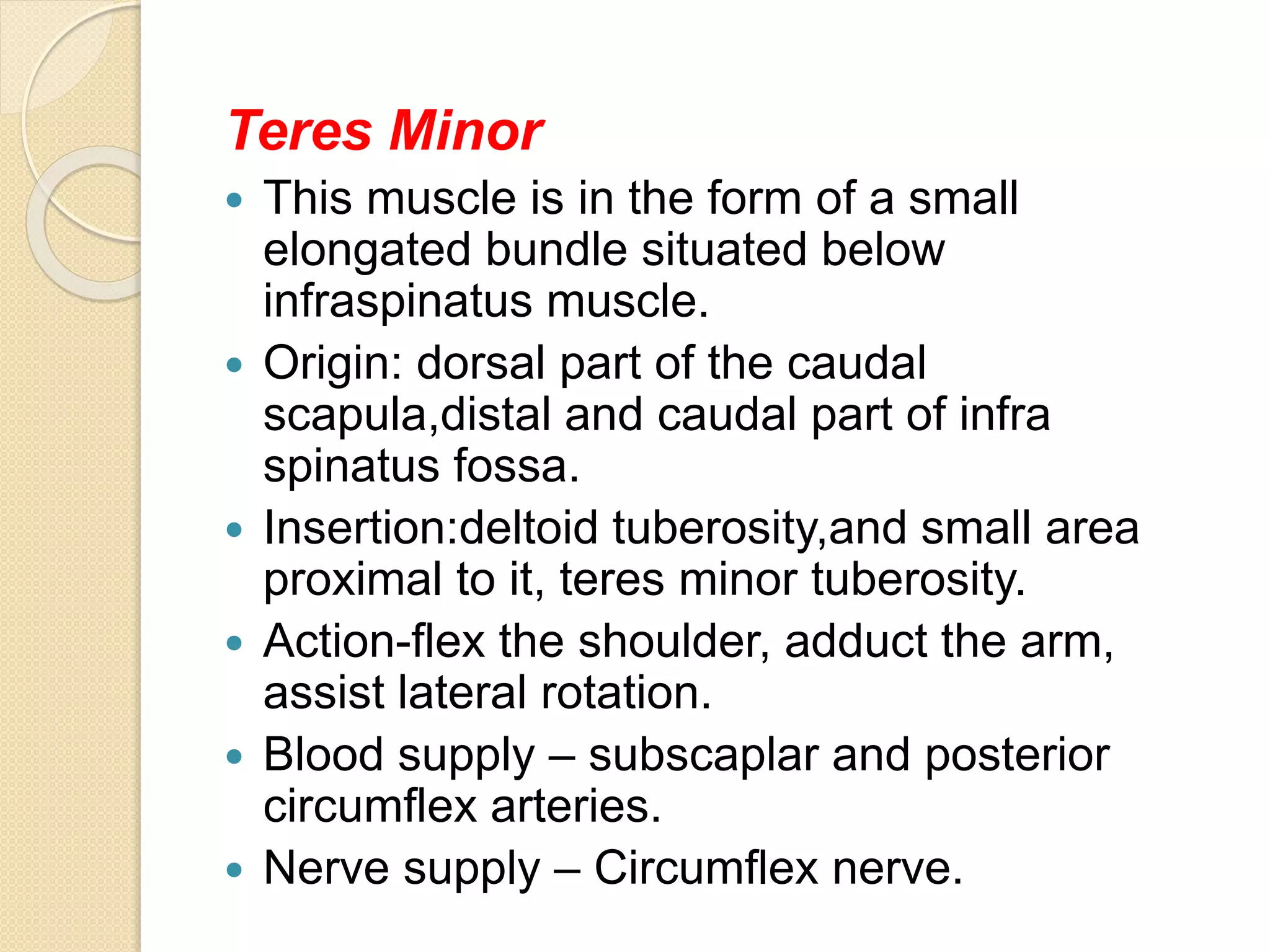 Muscles Of Fore Limb Of Cattle | PPTX