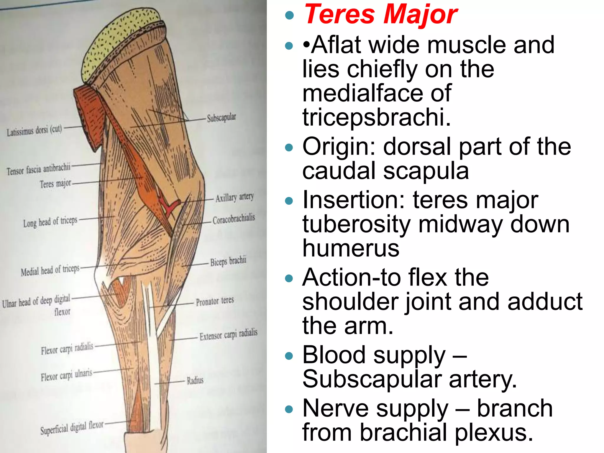 Muscles Of Fore Limb Of Cattle | PPTX